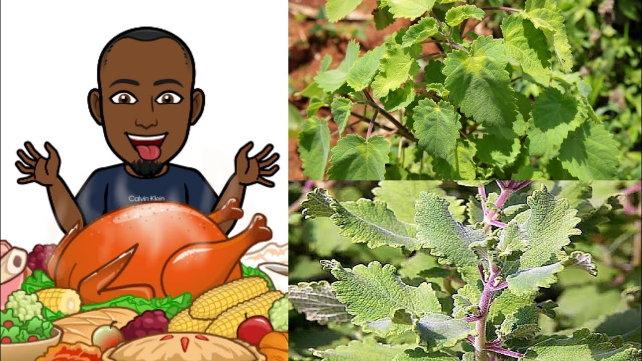 UMURAVUMBA, A BIO ANTIBIOTIC PLANT, NO PRESCRIPTION NO CHEMICALS IN MY ...