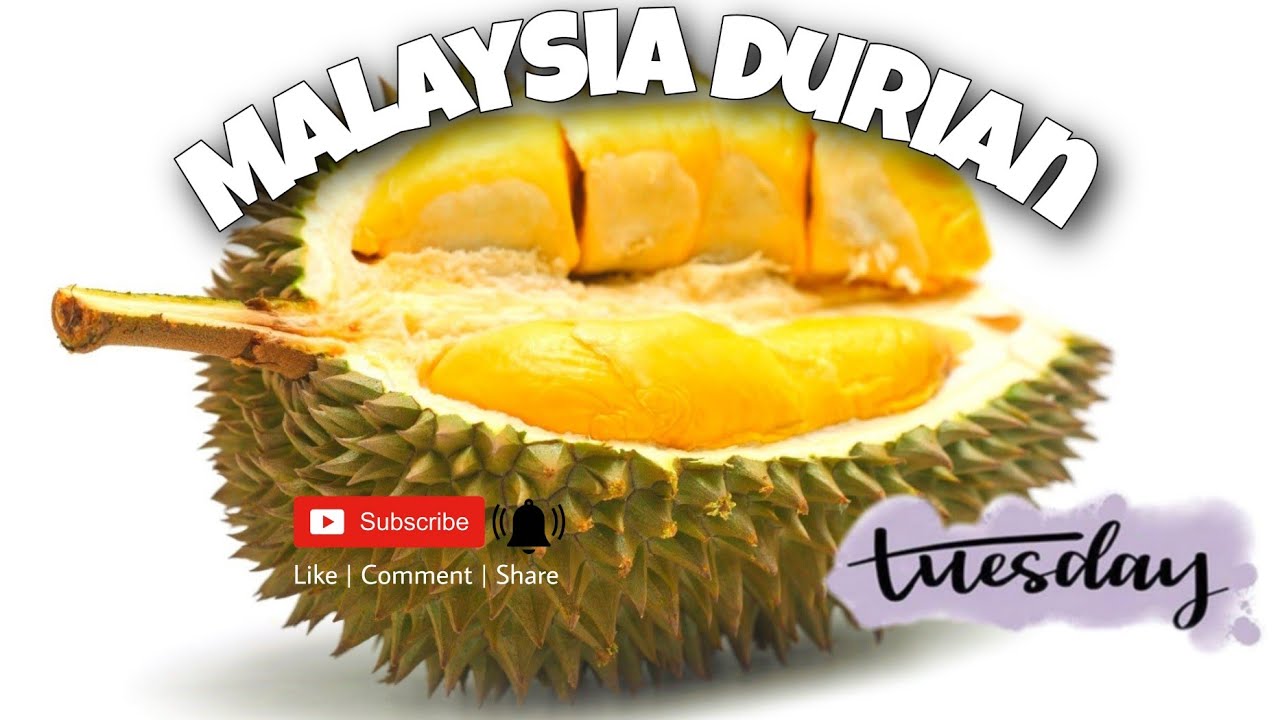 BEST DURIAN IN MALAYSIA #MusangKingDurian | RAUB, PAHANG - YouTube