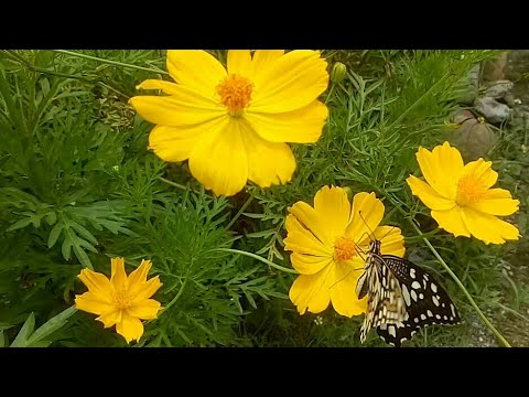 Cosmos Flowers in the Philippines - YouTube