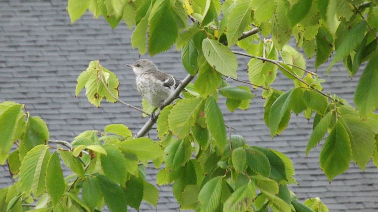 Northern Mockingbird juvenile © Denise Motard Stratford, CT - YouTube