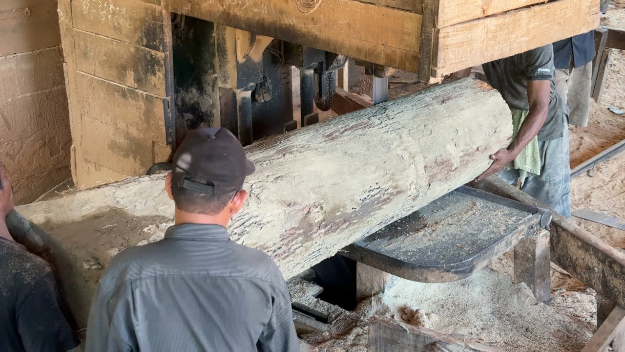 The Wonders of the Sawmill Revealed Processing Big Timber Step by Step ...