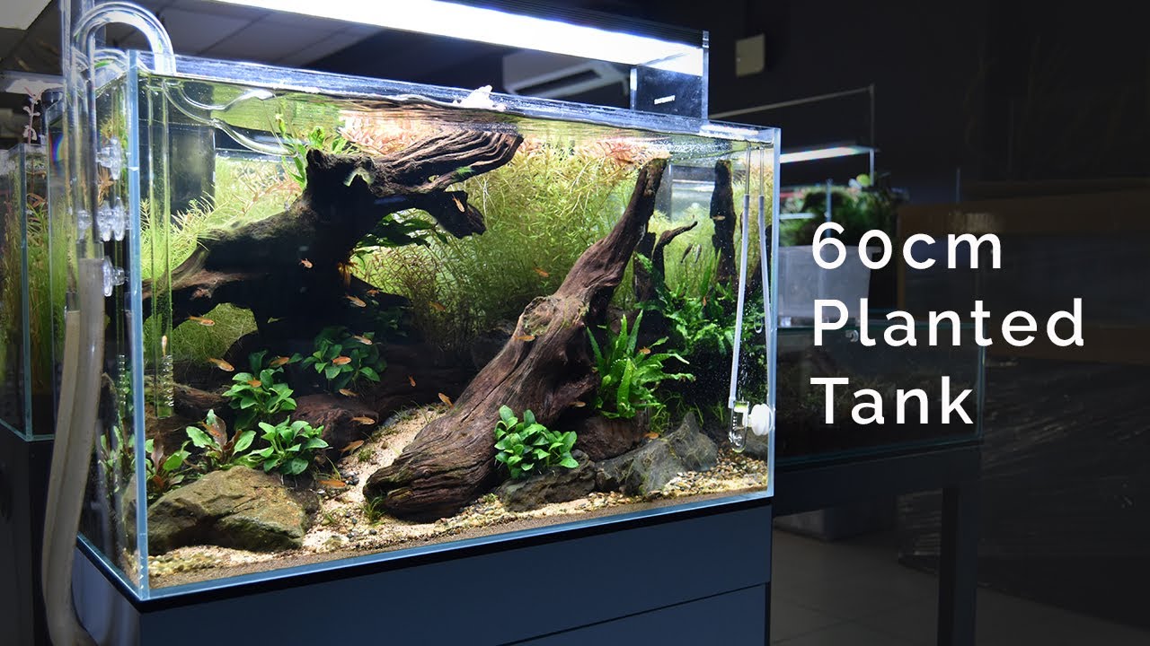 60cm Planted Tank Setup - YouTube