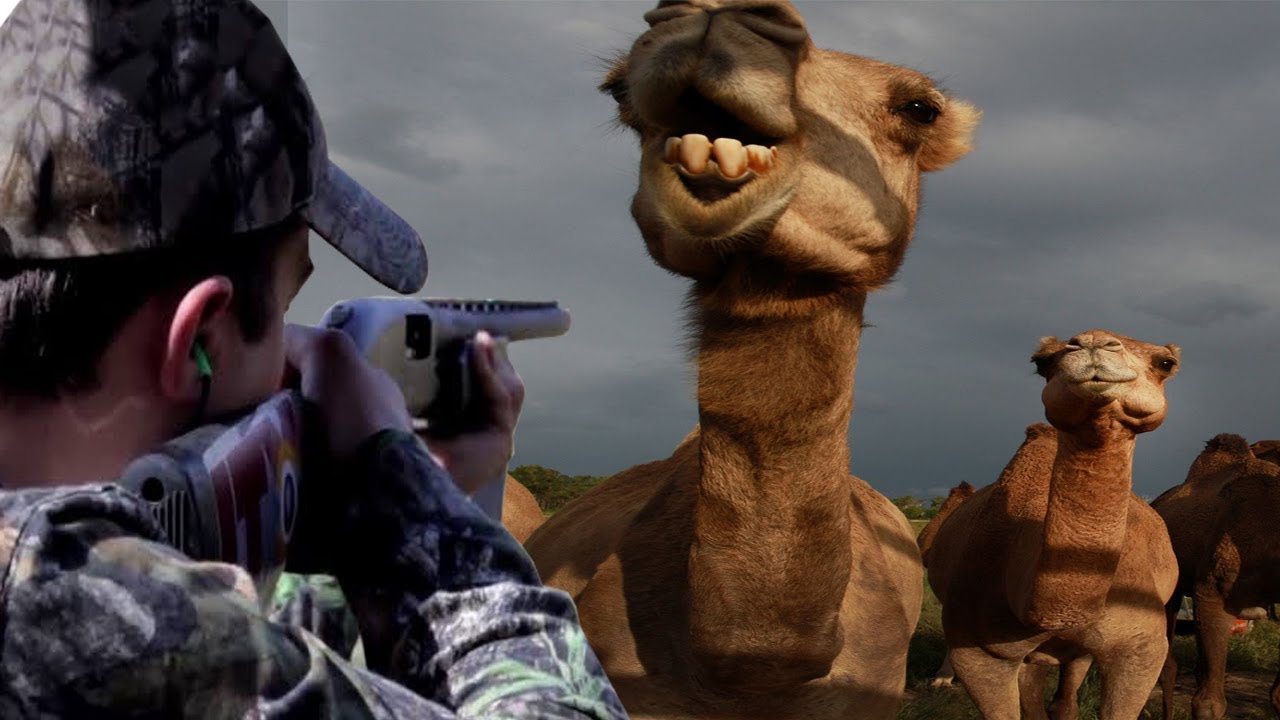 "The Adventure of Hunting Thousands of Camels: Challenge Nature in ...