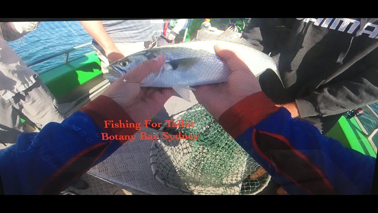 Fishing For Tailor Botany Bay Sydney - YouTube