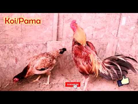 Qaib ไก่ชน Ayam Pakoy/Pama, handsome bearded super lock straight tail Thai brood cocks 2020 FULL HD