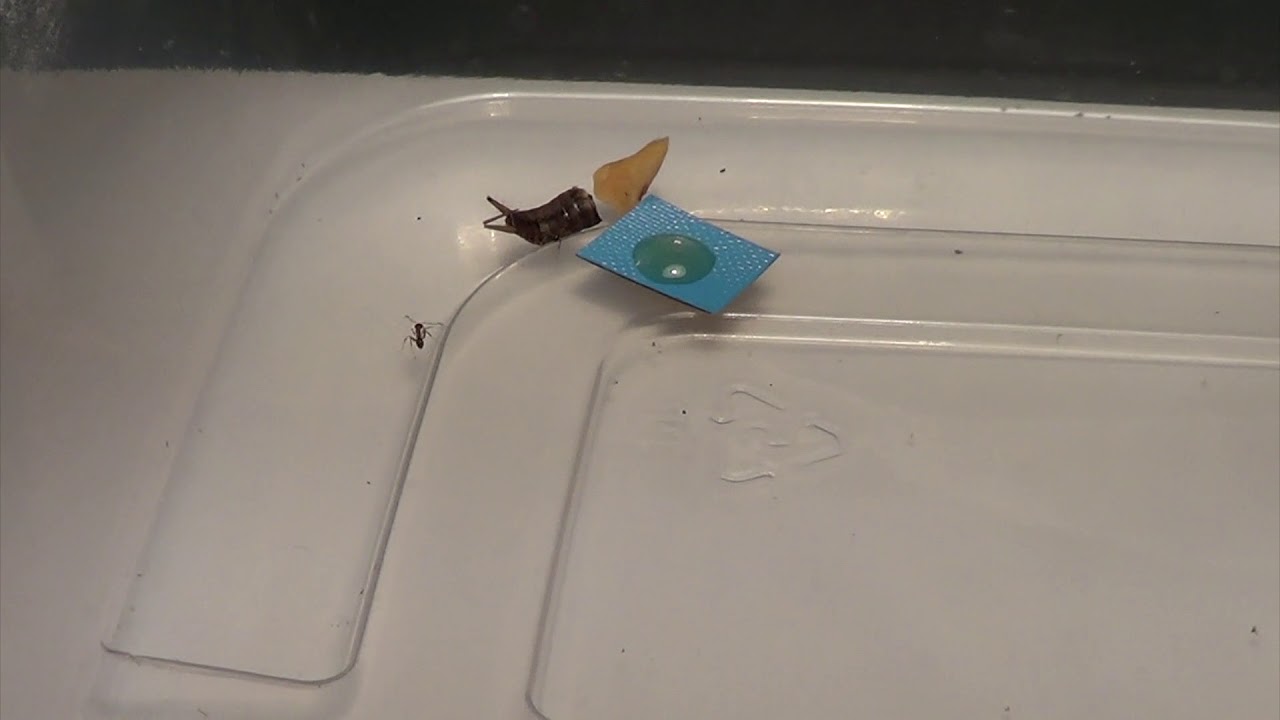 The Raw POWER of Ant Pheromone Communication: How Fast Do Trails Form ...