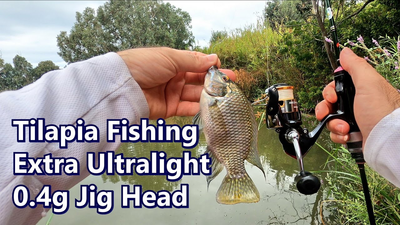 דיג מושטים בז'רז'ור Extra Ultralight בפארק הירקון🎣Fishing TILAPIA in ...