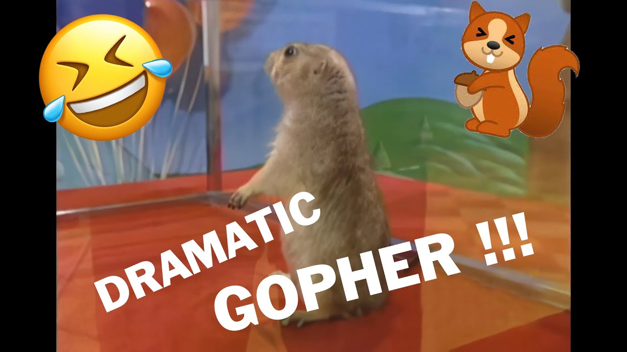 Dramatic Gopher - Chimpunk - Prairie dog - Ardilla dramática - YouTube