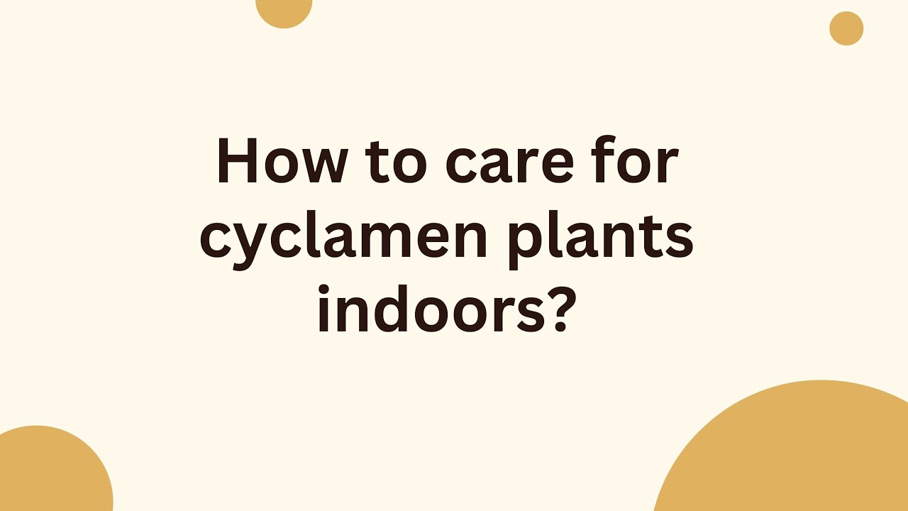 How to care for cyclamen plants indoors? - YouTube