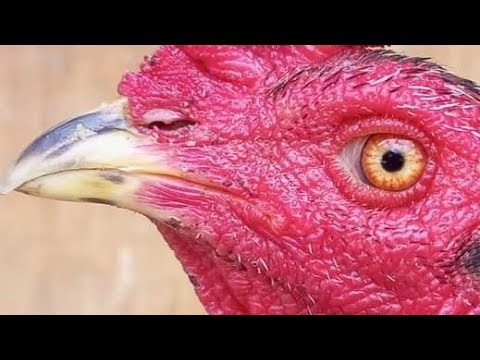KEGUNAAN JENGGER BOLONG dan JENGGER BLANGKON MENURUT PRIMBON HARI - YouTube