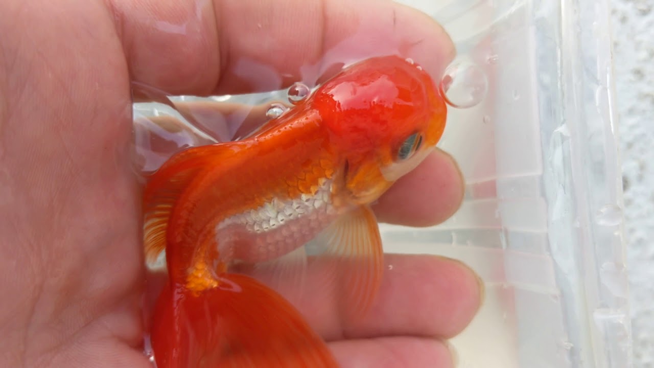 Goldfish wonderful Oranda Fantail - YouTube