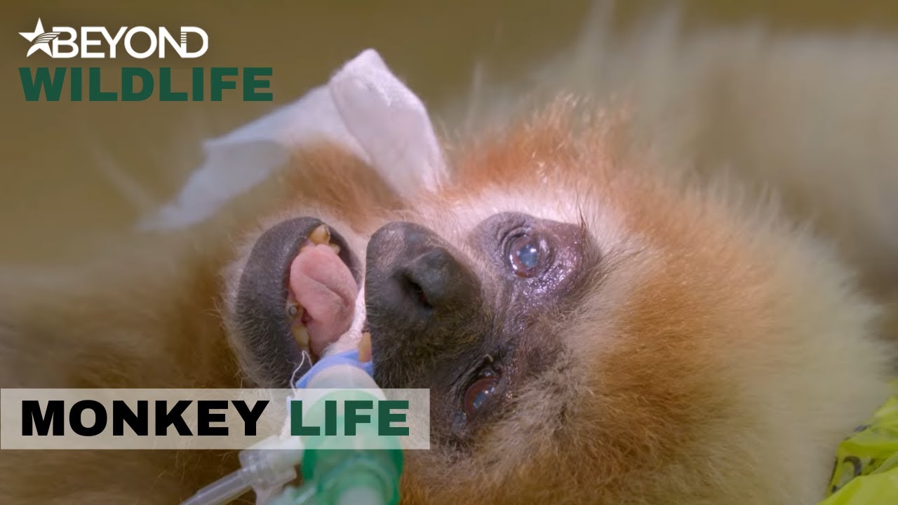 S9E010 | Elderly Gibbon Ella Is On The Operating Table | Monkey Life ...