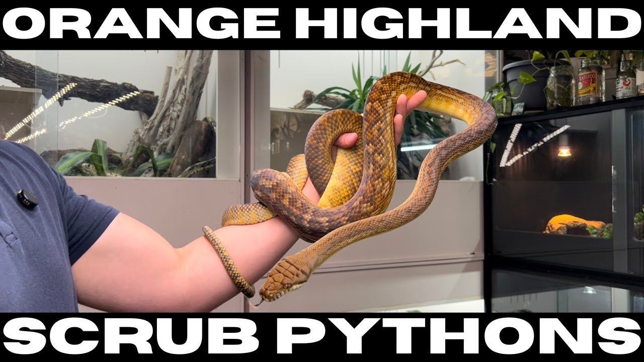 ORANGE HIGHLAND SCRUB PYTHONS | ONE OF THE MOST BEAUTIFUL PYTHONS IN THE WORLD - YouTube