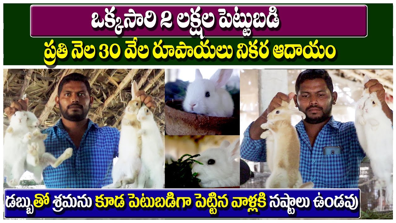 RABBIT FARMING basic guide for beginners || RK Rabbit Farm Young Farmer ...