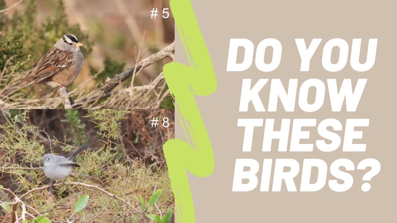 Birding Game - Name That Bird! Episode 2 - YouTube