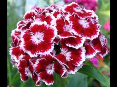 ŞEHİNŞAHI CİHAN BANI-ADNAN ZEKİ BIYIK (EFSANE MÜFTÜ) - YouTube