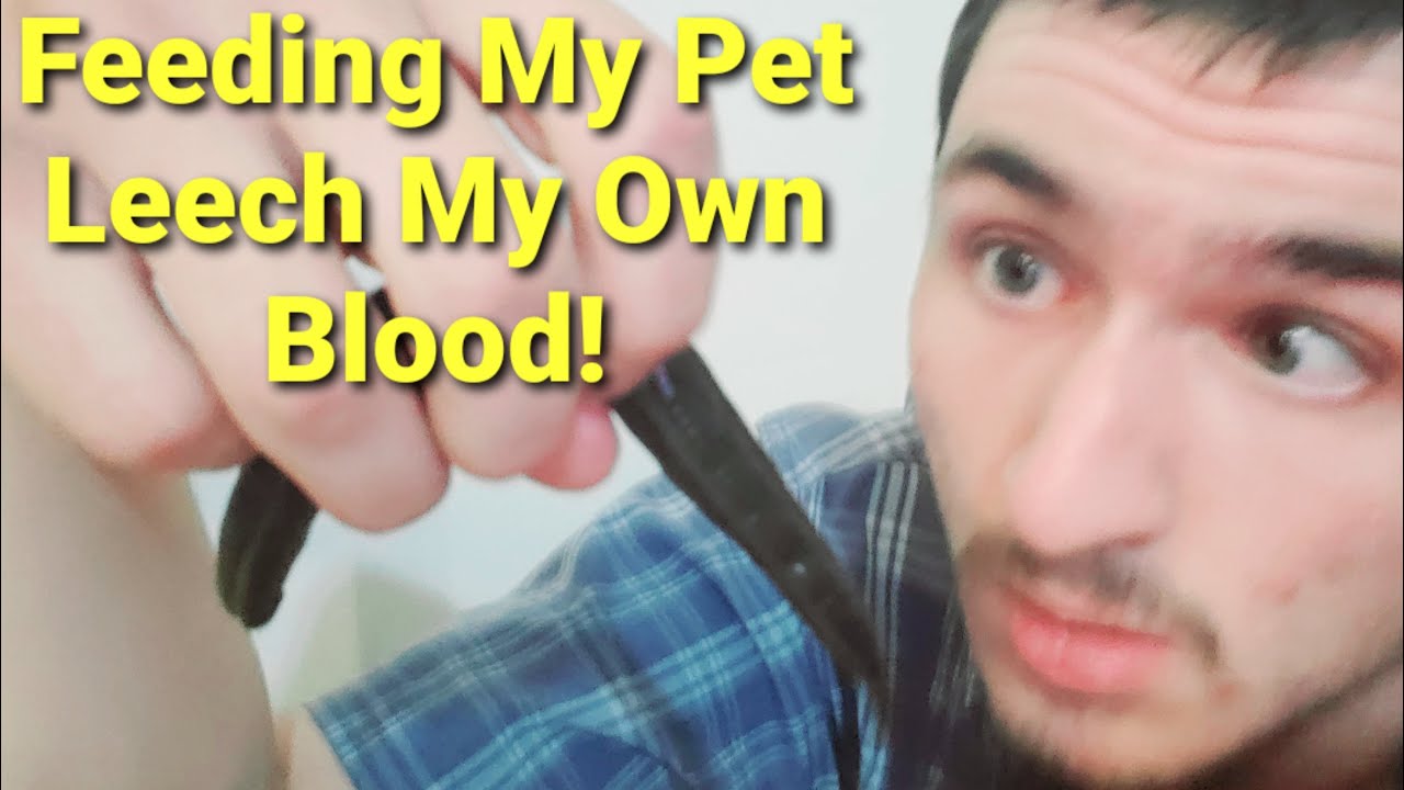 Feeding Giant Pet Leech - YouTube
