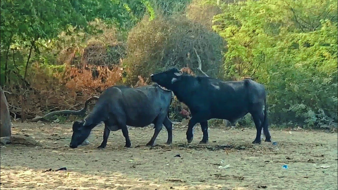 Banni First Timer With | Buffalo||Banni Bull - YouTube