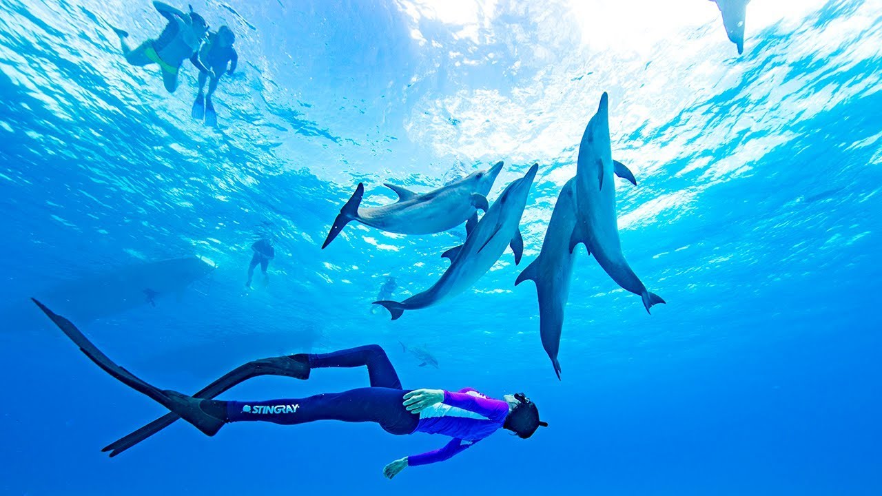 Dolphin Tales 2-2018 - Human-Dolphin Connection - YouTube