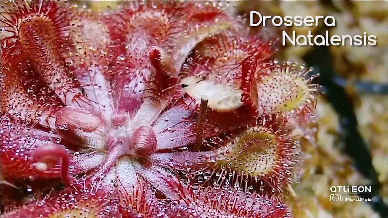 ATLI Time Lapse - Carnivorous Plants Time Lapse: Exploring the CARNIVOROUS PLANTS with ATLI EON ...