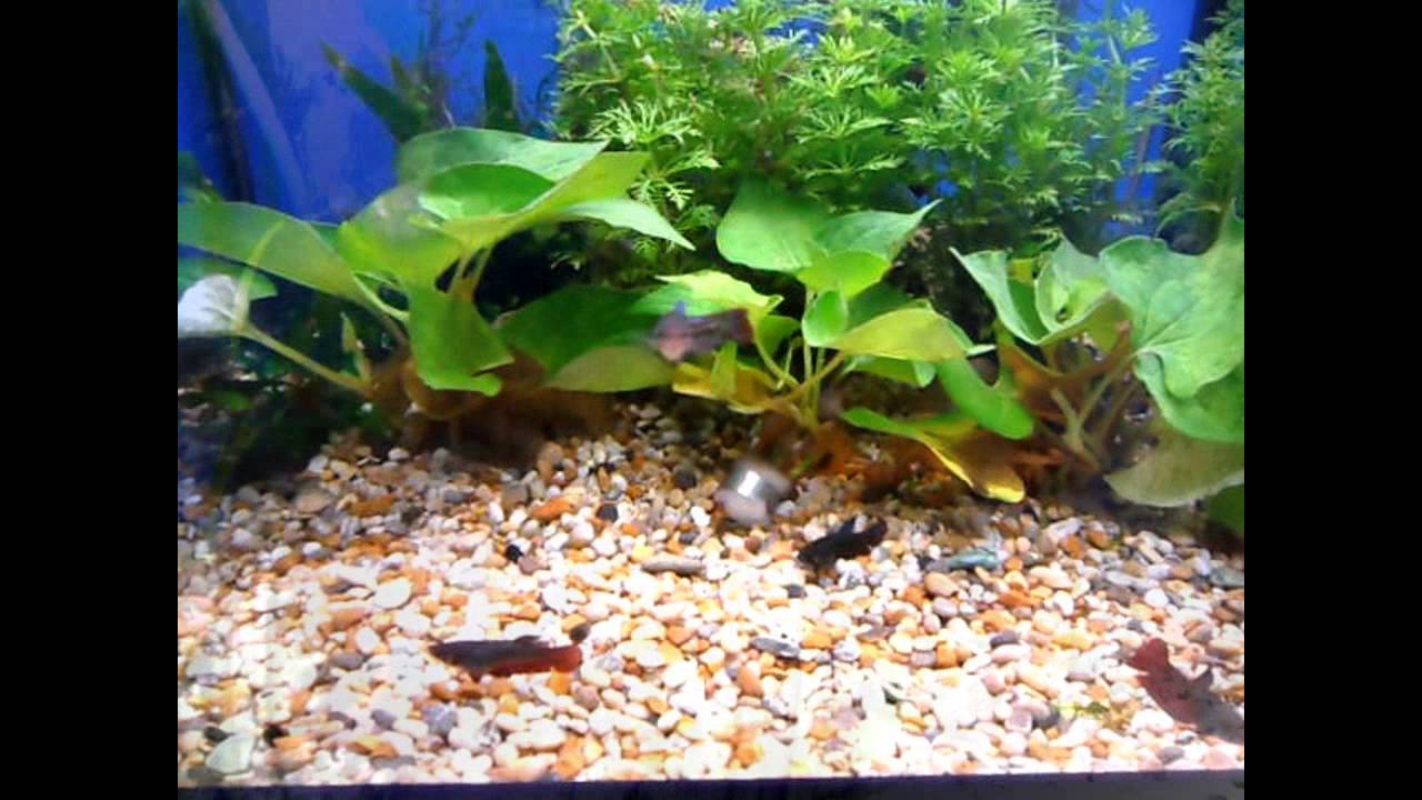 Fish 'n' Things Skewen ,Neath - YouTube