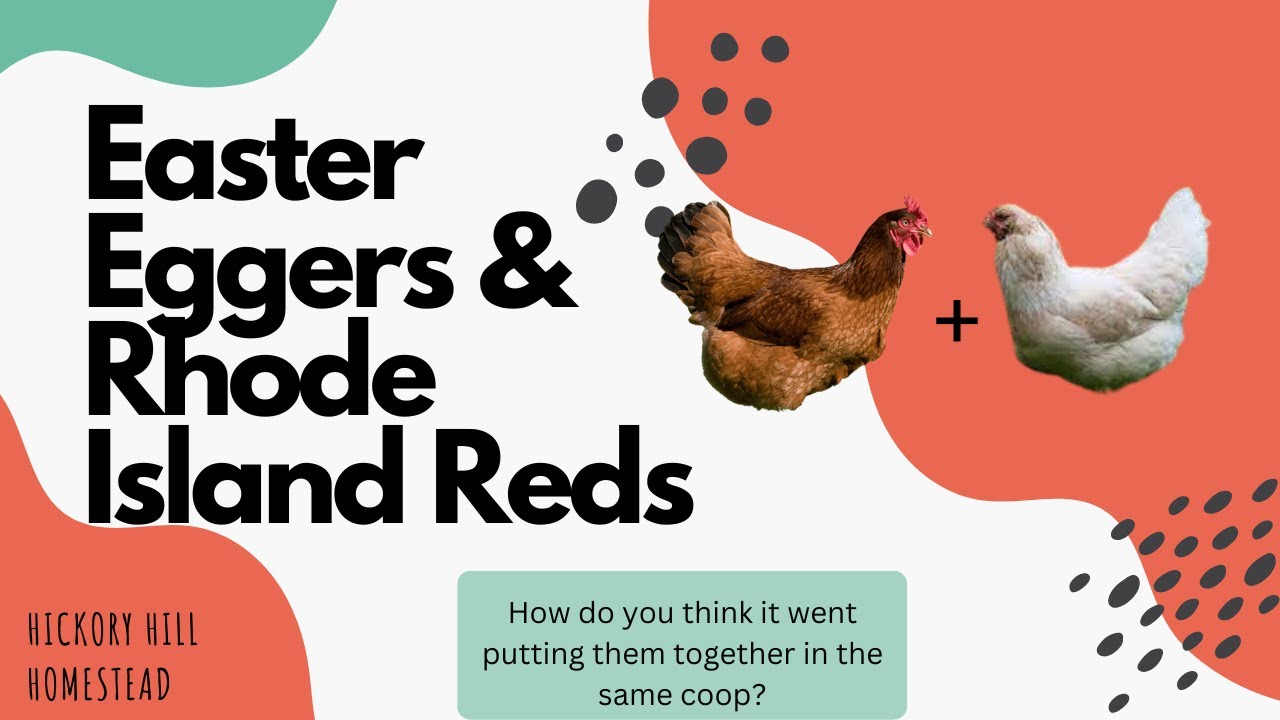 Easter Egger Hen Vs Rooster