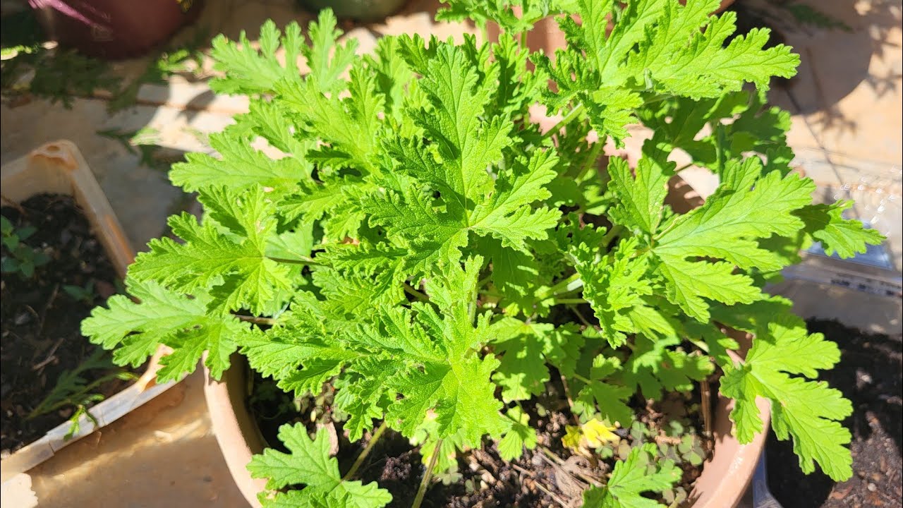 How To Grow Citronella Plant From Seed At Clinton Jones Blog