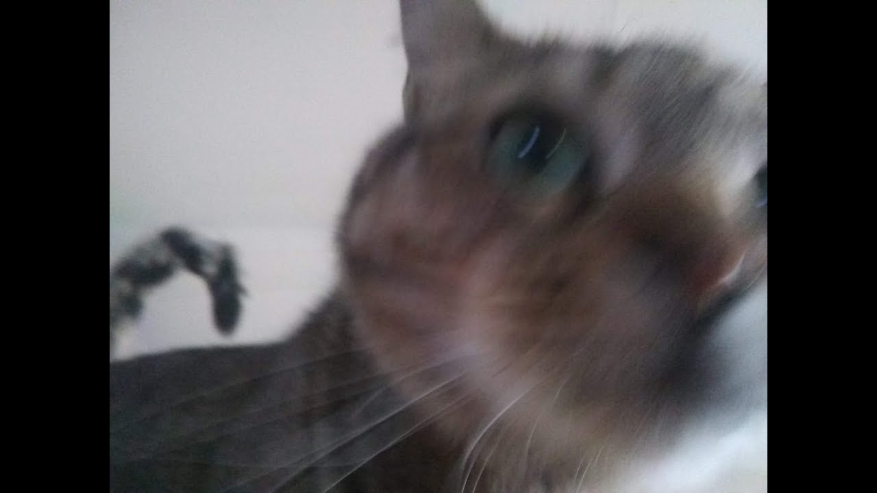 BANDIT RACING LEAGUE | SONOMA | 1987 STOCK CARS - YouTube