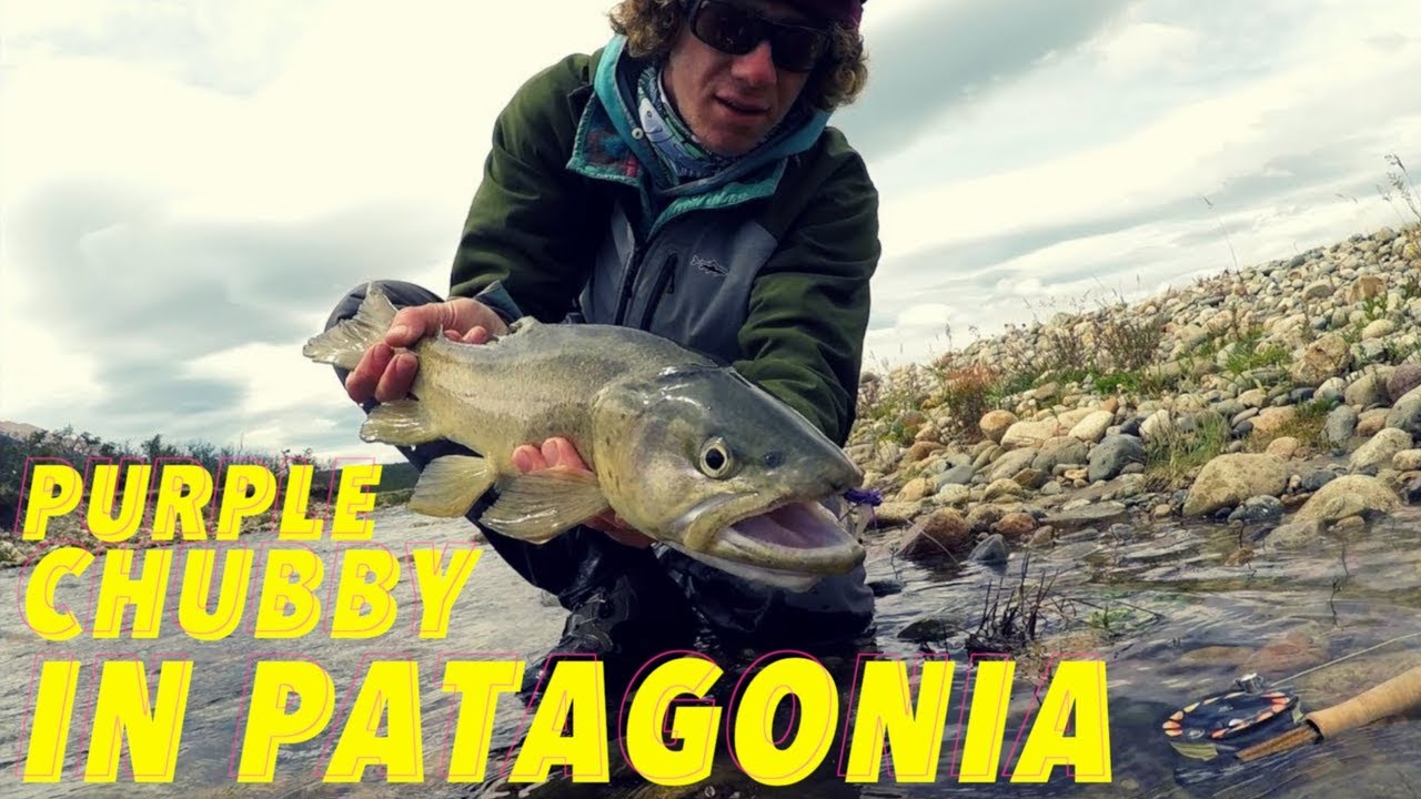 Purple Chubby in Patagonia - YouTube
