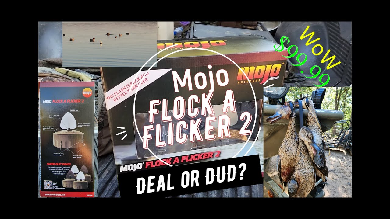 Mojo Flock A Flicker 2 - Is it Worth it....? - YouTube