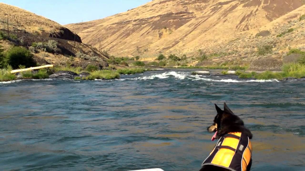 Rebba the rafting dog - YouTube
