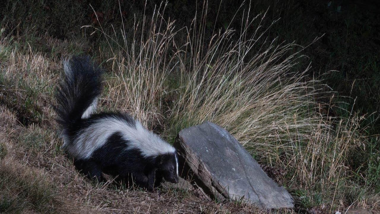 Secretos del Zorrillo: El Sorprendente Mundo de los Zorrillos - YouTube