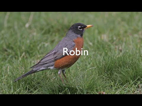 American Robin Bird – Nature in My Backyard - YouTube