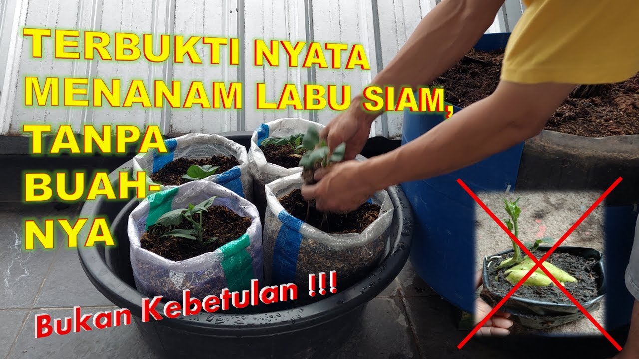 CARA MENANAM LABU SIAM DENGAN BUAHNYA... Jangan donk !!! Rugi Besar ...