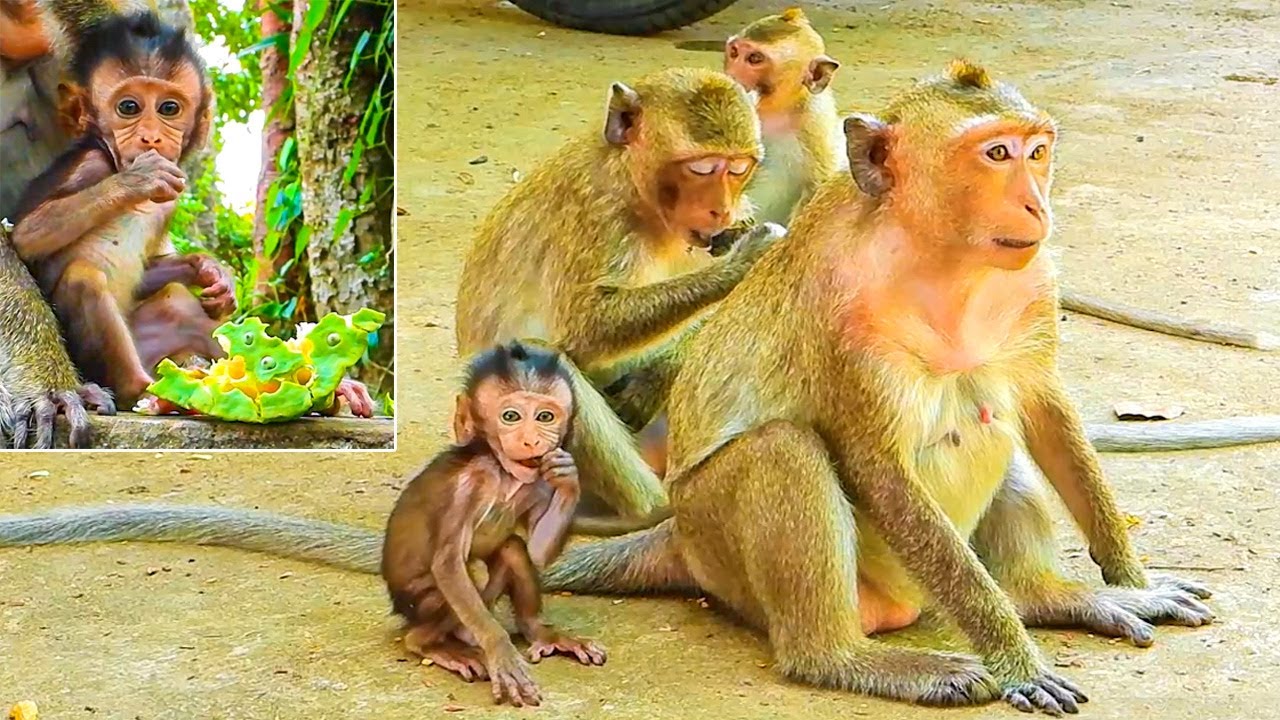 Adorable Monkey Baby Masha Is Happy 😊 When Mom Messi Allow To Get Sweet Milk And Fruit. - YouTube