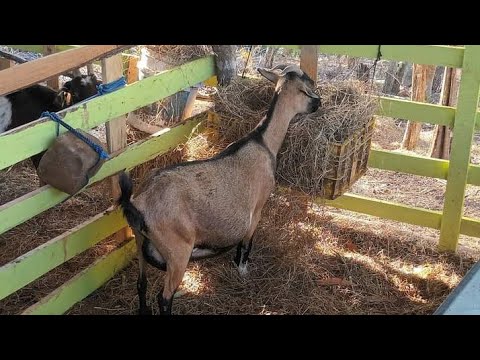 Ovejo + Comiendo pasto 🌾 - YouTube