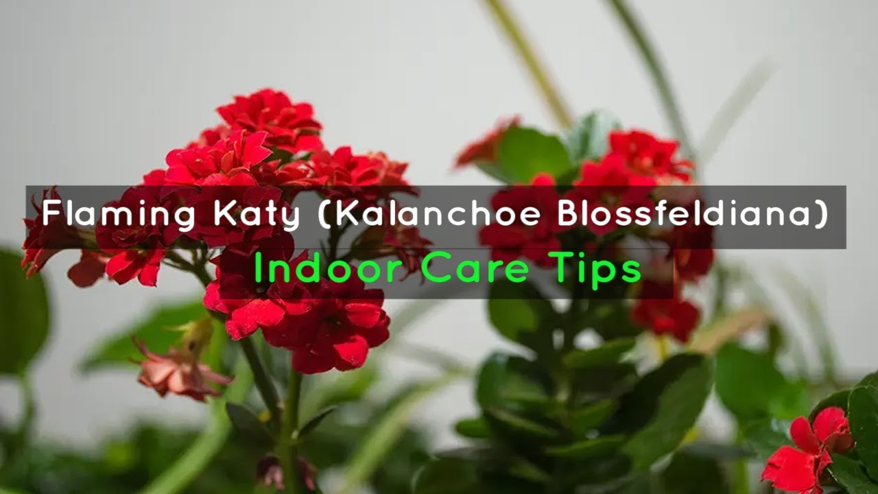 Flaming Katy (Kalanchoe Blossfeldiana) indoor care tips - YouTube