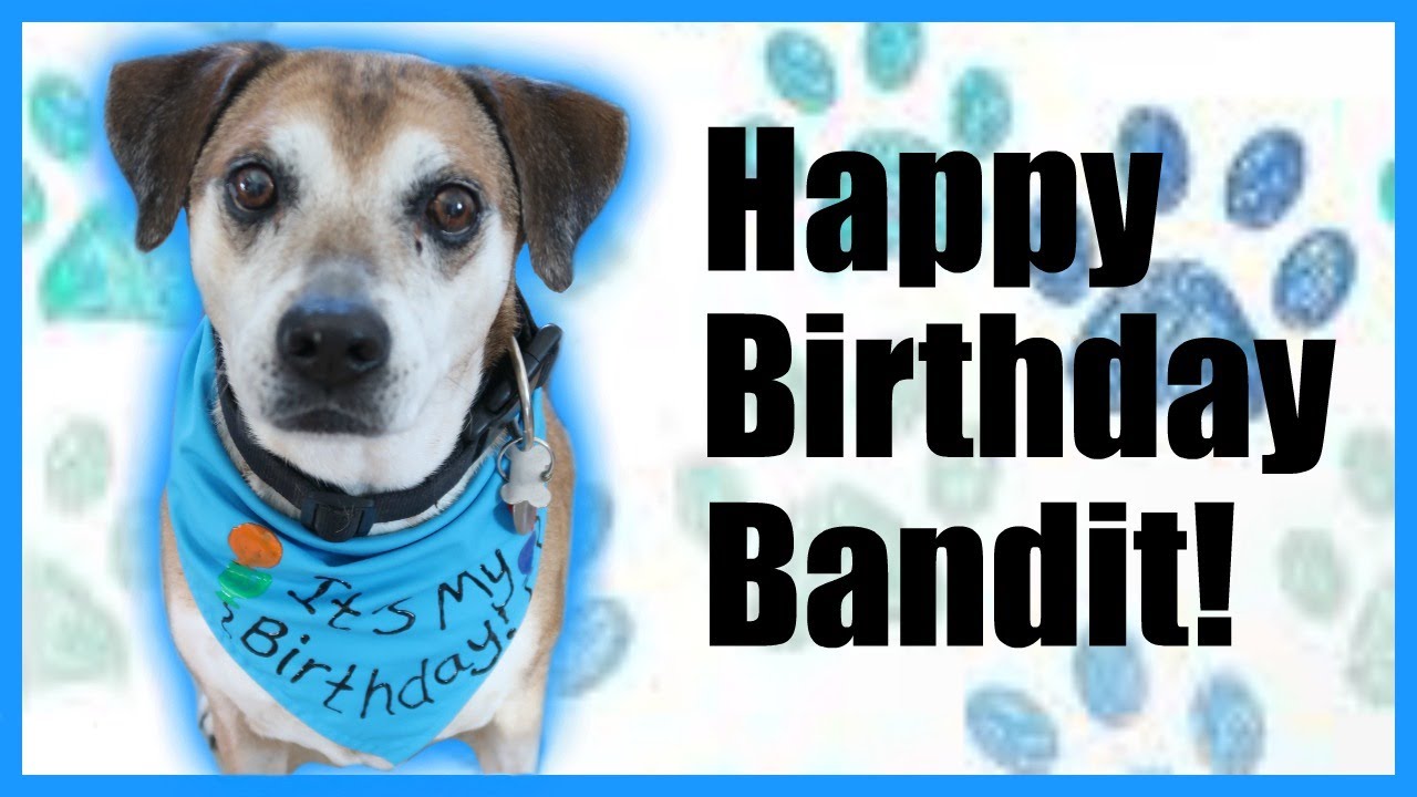 Happy Birthday Bandit! - YouTube