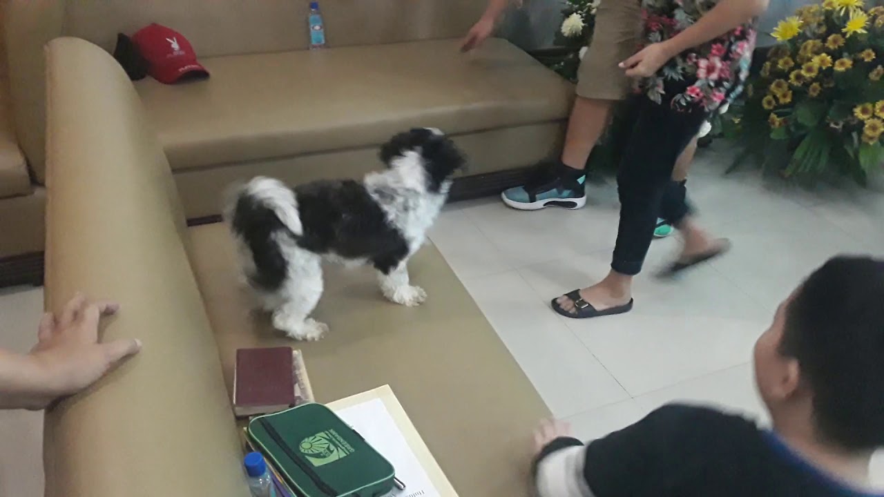 A DOG NAMED PRINCESS - YouTube