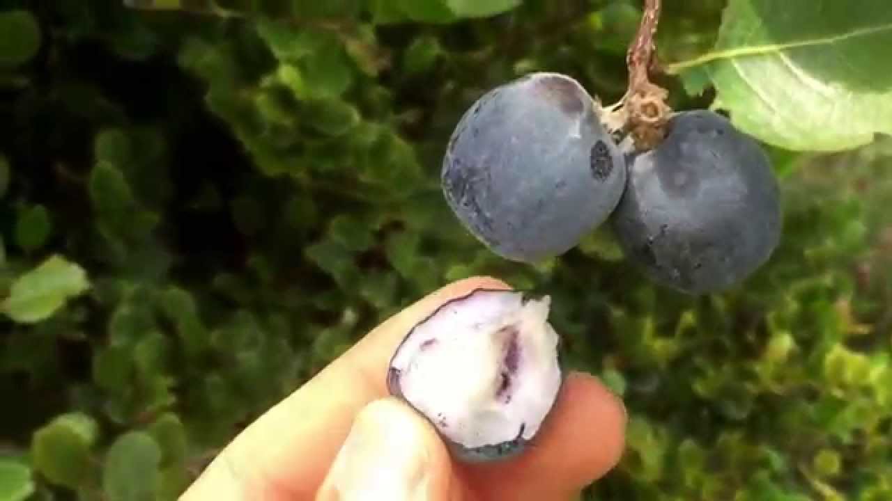 Fruit foraging!! Coco Plums! Yummmiii - YouTube