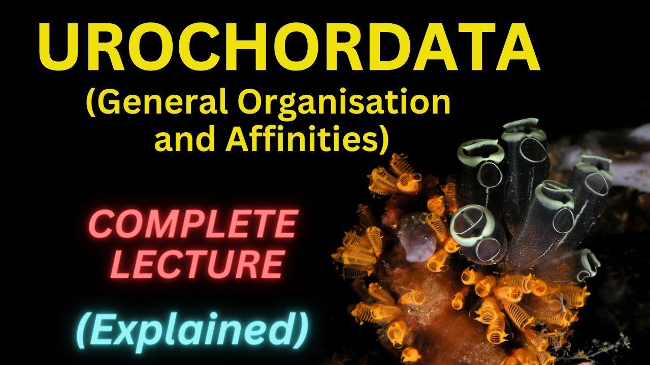 General Organisation and Affinities of Urochordata (Herdmania) I B.Sc ...
