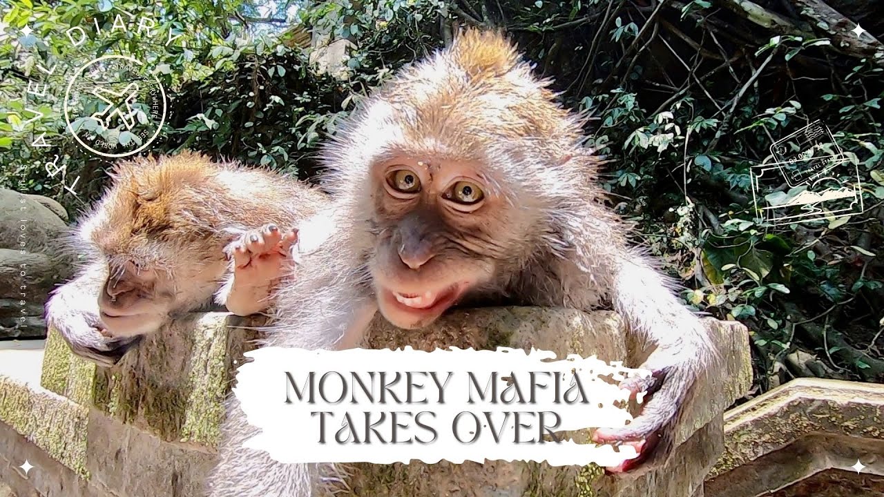 Monkey attack in Ubud monkey forest, Bali! #monkeyforest #monkey # ...