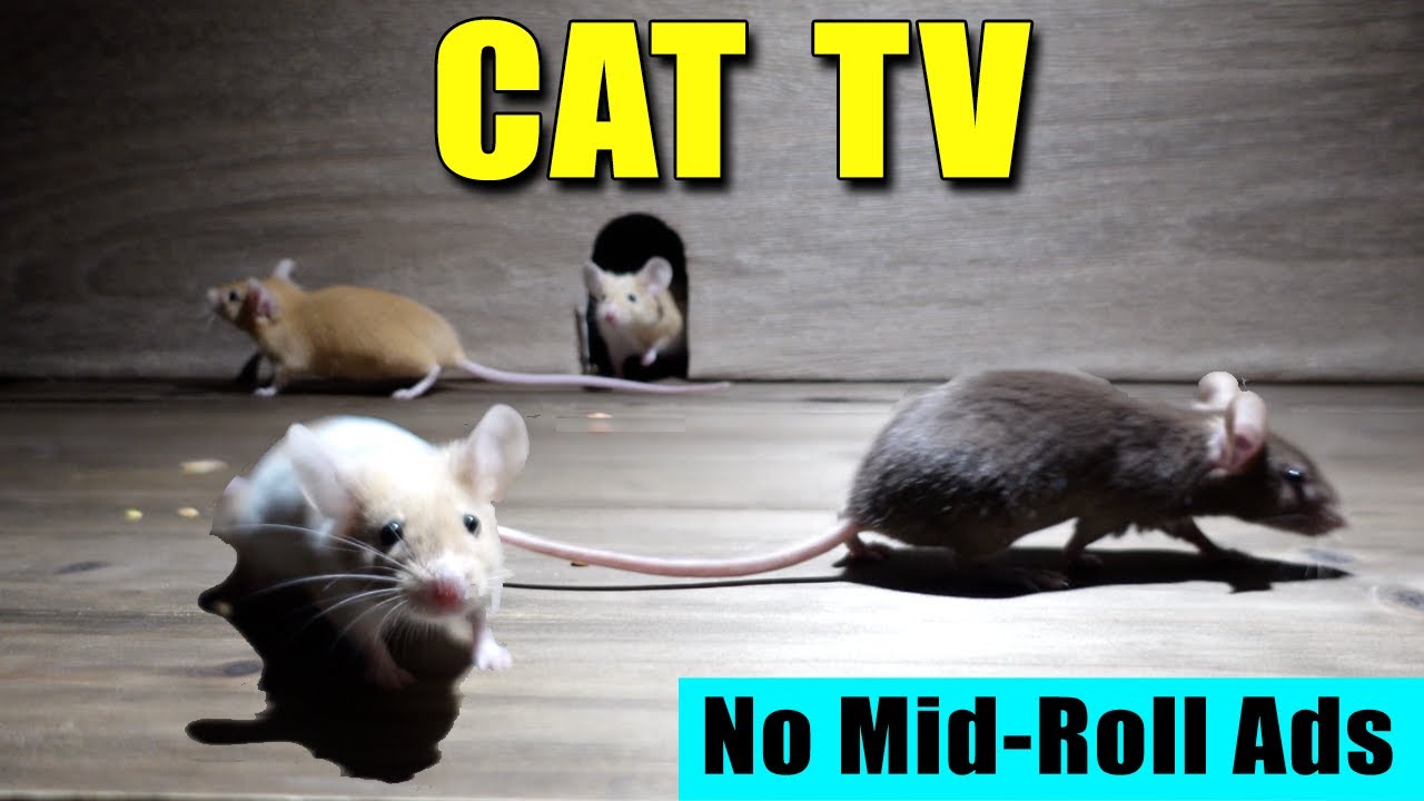 Cat TV ~ 12 Hours of Mouse Videos for Cats to Watch. Cat Mice Game ...