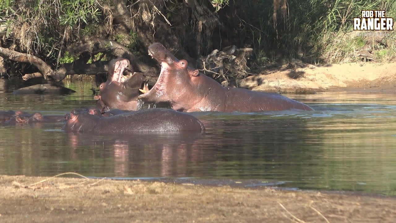 Hippo Interactions in The River - YouTube