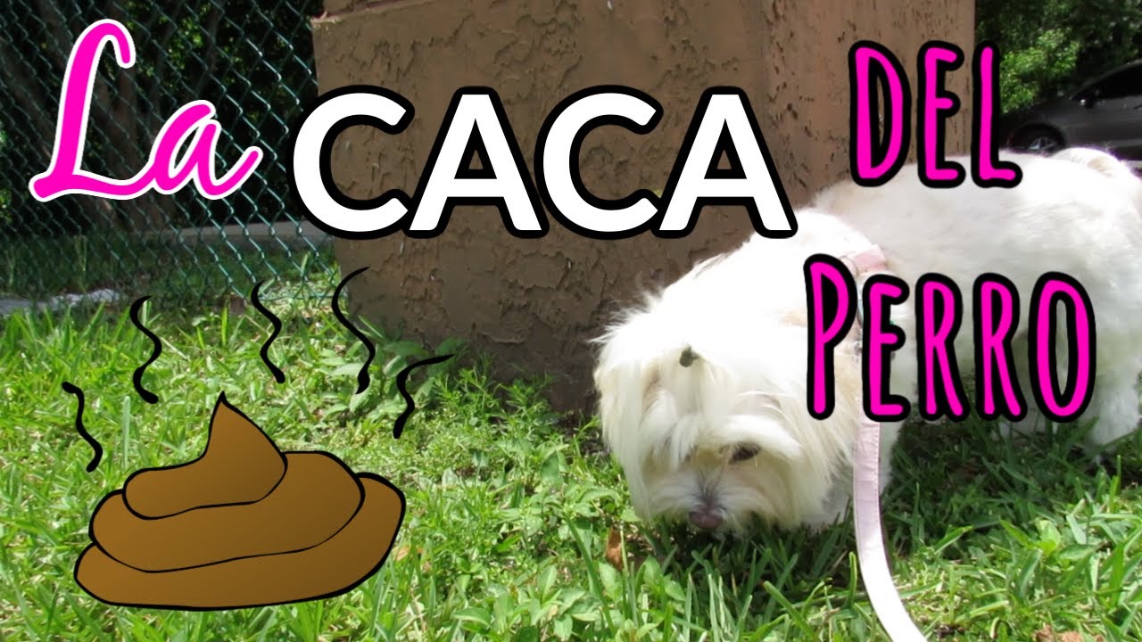 La CACA del PERRO y su SALUD: Color, forma, olor, tamaño I Coton de ...