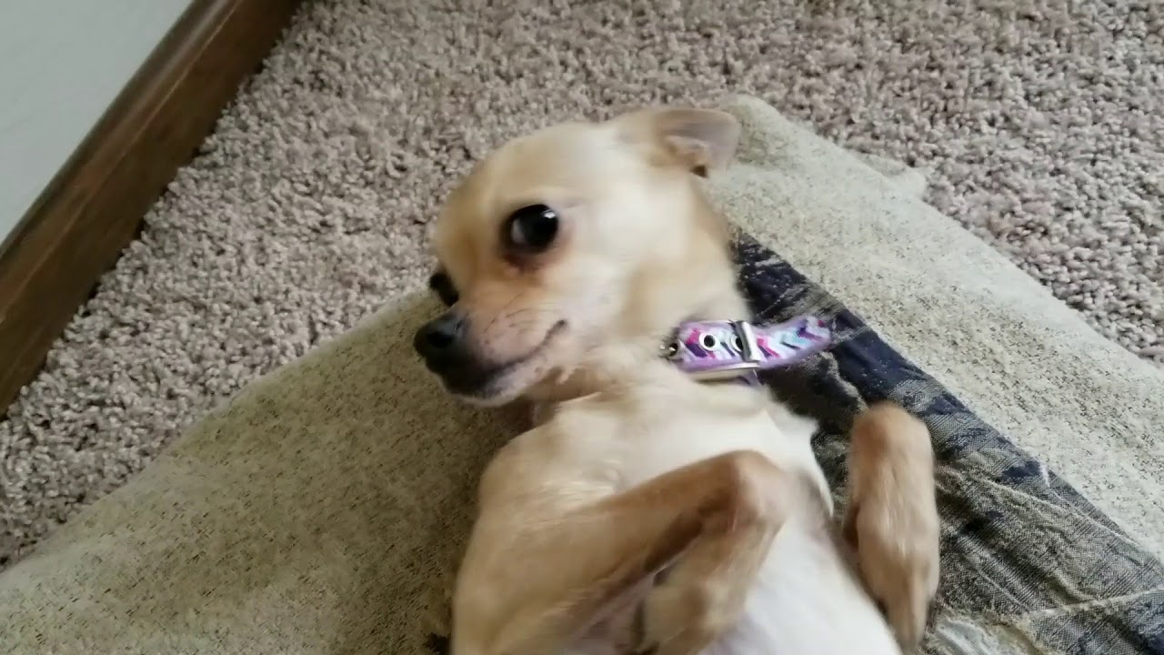 Chihuahua Mexican gangster rap dog Thug Annie - YouTube