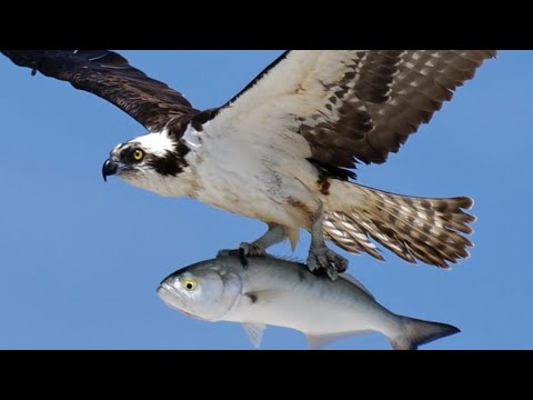 Osprey taking flight in New Hampshire - YouTube