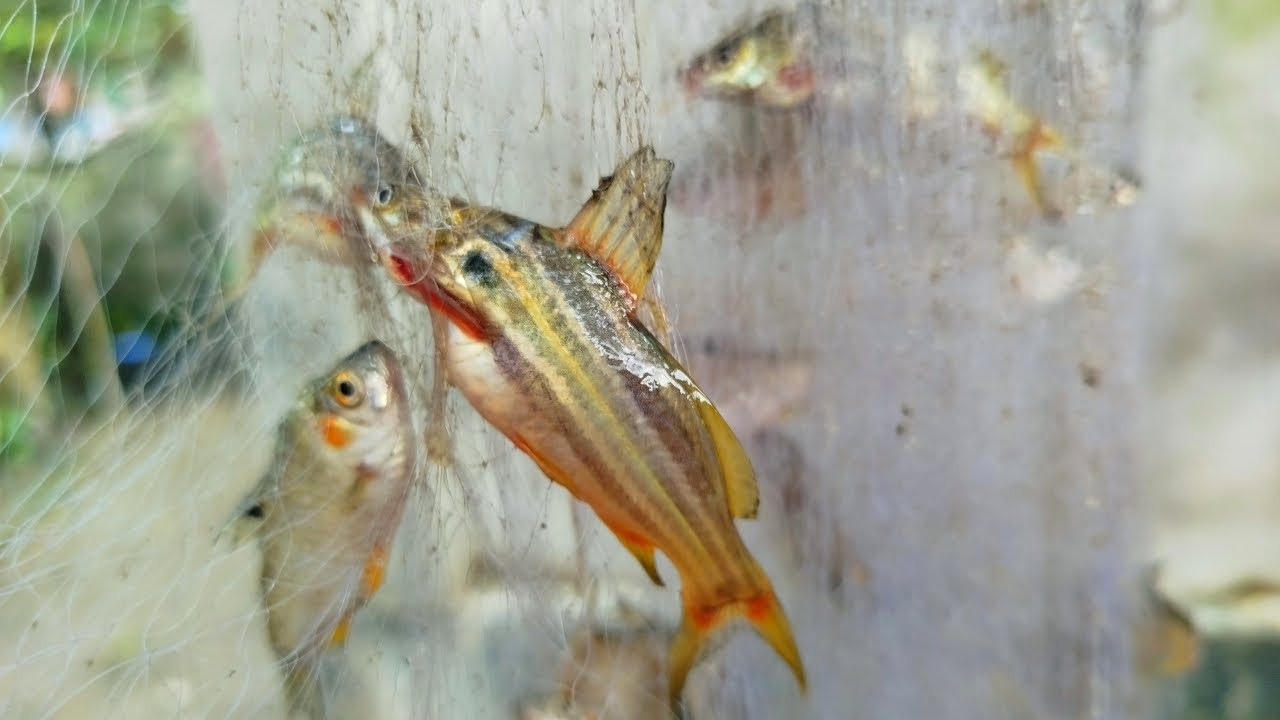 A quick and easy way to remove fish from the net | Net fishing ...