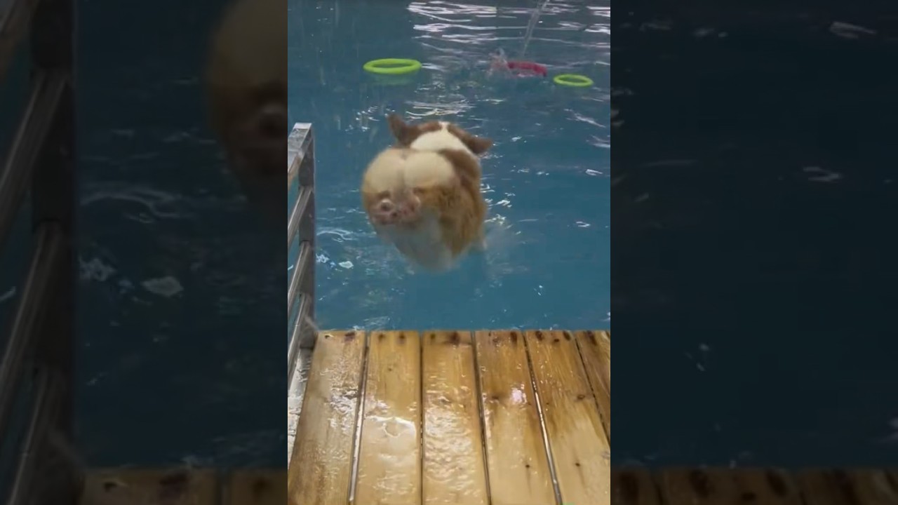 How corgis dive into the water #swimming #pool #corgi #nicebutt #dog ...
