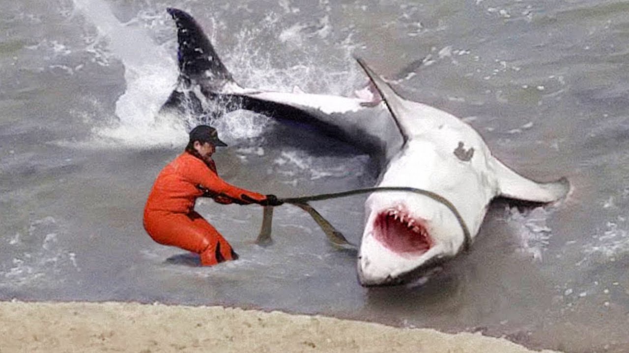 30 Animals That Asked People for Help ! - YouTube